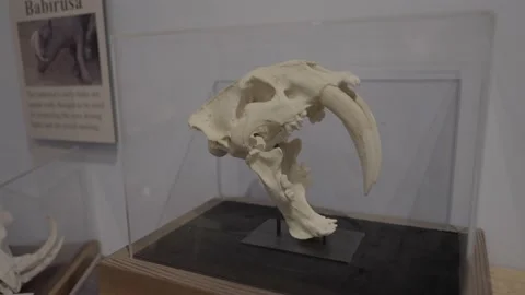 saber tooth skull on display | Stock Video | Pond5