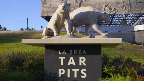 Saber Tooth Tiger Stock Footage ~ Royalty Free Stock Videos | Pond5