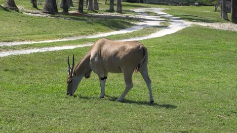 Sable Antelope Stock Footage ~ Royalty Free Stock Videos | Pond5