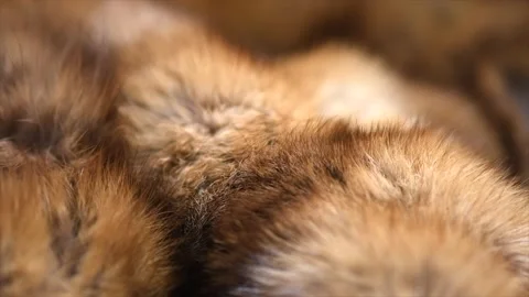 Sable Fur background. Red with brown Fur... | Stock Video | Pond5