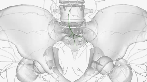 The sacral lymph nodes are placed in the... | Stock Video | Pond5