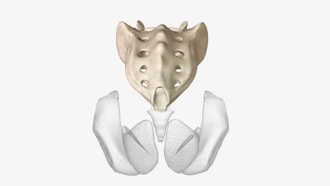 The sacrum is the triangular bone just b... | Stock Video | Pond5