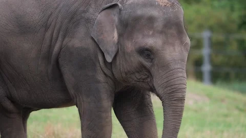 Sad asian elephant, captured in zoo, eat... | Stock Video | Pond5