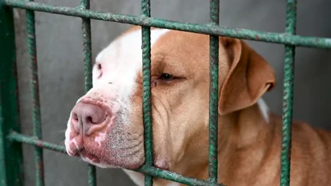 Sad dog in animal shelter. Asylum. Stray... | Stock Video | Pond5