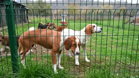 Sad dogs in animal shelter. Asylum for d... | Stock Video | Pond5