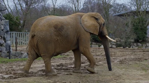 Sad Elephant walking alone inside of a r... | Stock Video | Pond5