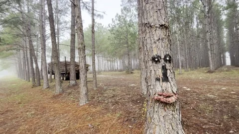Sad face on a tree for harvested trees. ... | Stock Video | Pond5