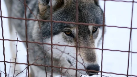 Sad gray wolf in captivity at the zoo | Stock Video | Pond5
