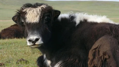 Sad hornless Yak lying on the grass. | Stock Video | Pond5
