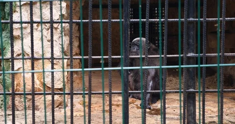 sad mistreated animals caged in a zoo cr... | Stock Video | Pond5