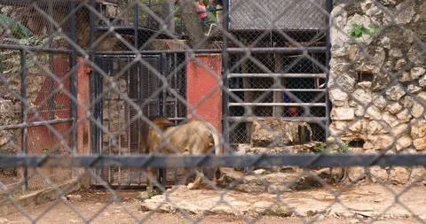 sad mistreated animals caged in a zoo cr... | Stock Video | Pond5