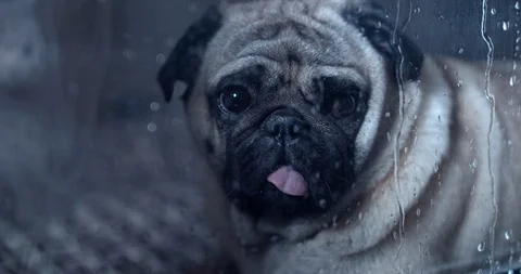 Sad pug dog looking through the window. ... | Stock Video | Pond5