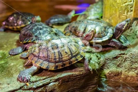 Sad red-eared turtles in the zoo's aviary. Animals in captivity. Stock ...