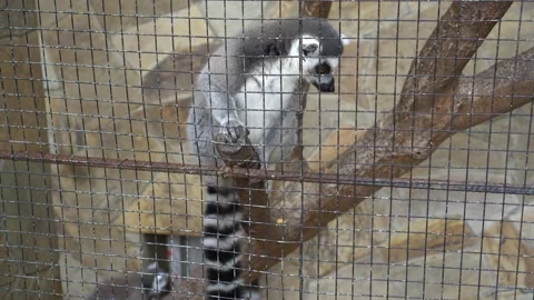 Sad Ring-tailed lemur in a zoo in a cage | Stock Video | Pond5