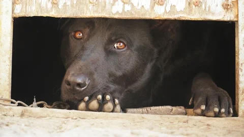 sad tied outbred dog looks out the booth... | Stock Video | Pond5