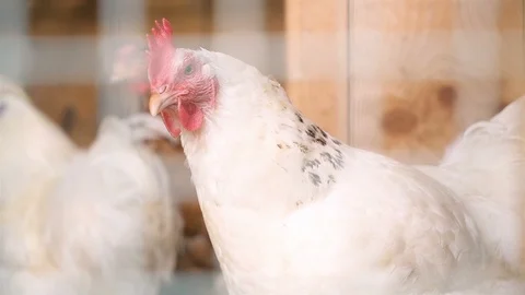 Sad white chicken poultry behind the cag... | Stock Video | Pond5