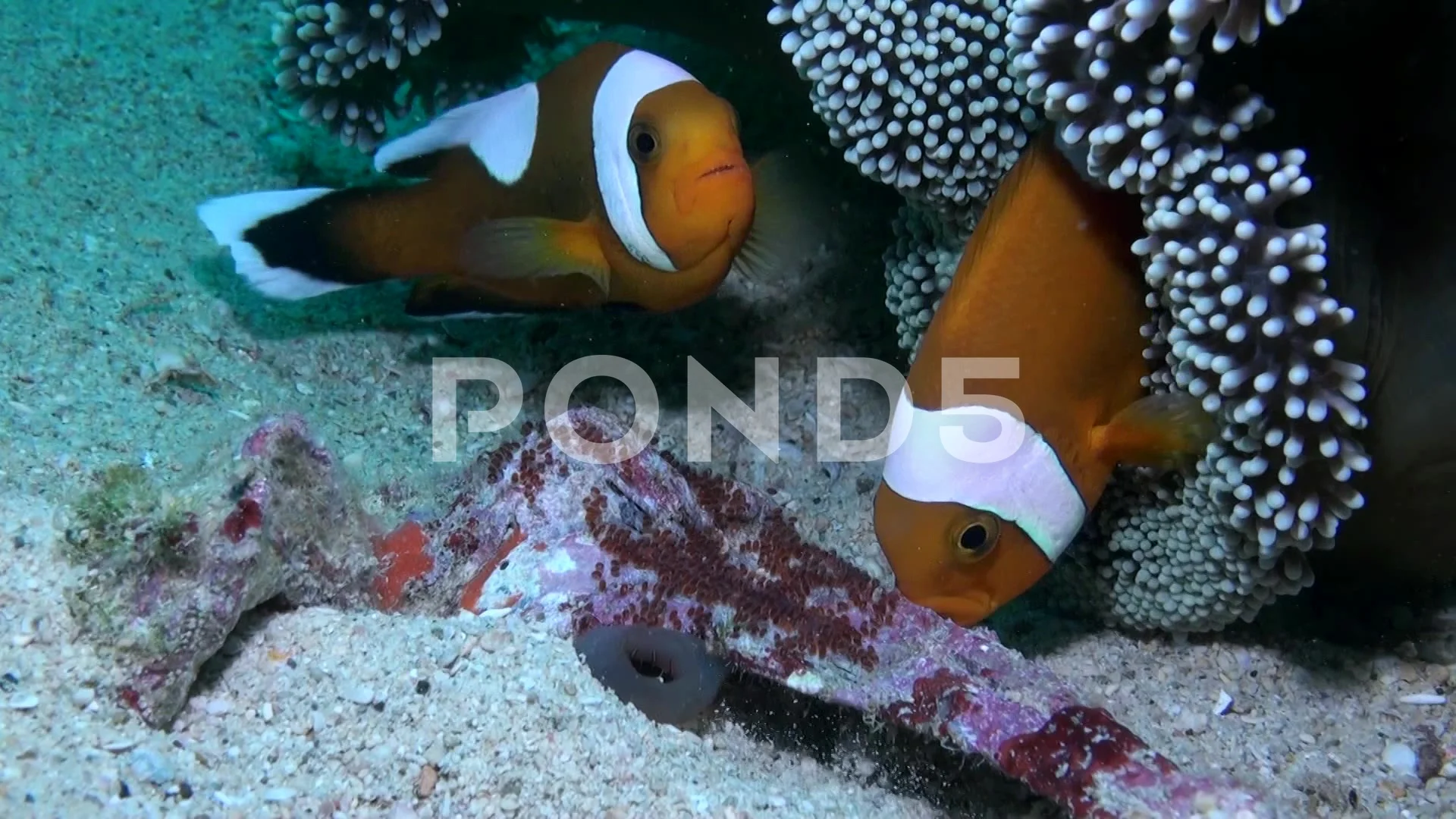 Amphiprion Polymnus