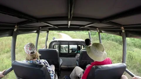 Jungle Animals Picture Stock Videos – Royalty-Free HD & 4K Videos | Pond5