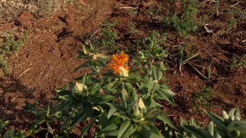 Safflower Stock Video Footage | Royalty Free Safflower Videos | Pond5