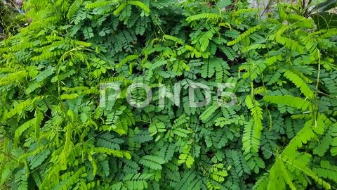 Saga tree is a tree whose fruit resembles a petai with small red seeds ...