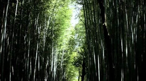Sagano Japanese bamboo rainforest enviro... | Stock Video | Pond5
