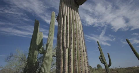 Saguaro Cactus Trunk Stem in Sonoran Des... | Stock Video | Pond5