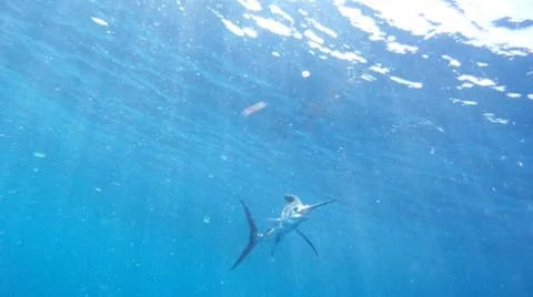 Sailfish Stock Videos – Royalty-Free HD & 4K Videos