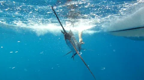 Release Of S Stock Videos – Royalty-Free HD & 4K Videos