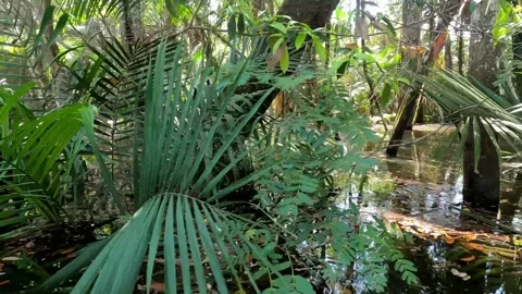 sailing the amazon rainforest with indig... | Stock Video | Pond5