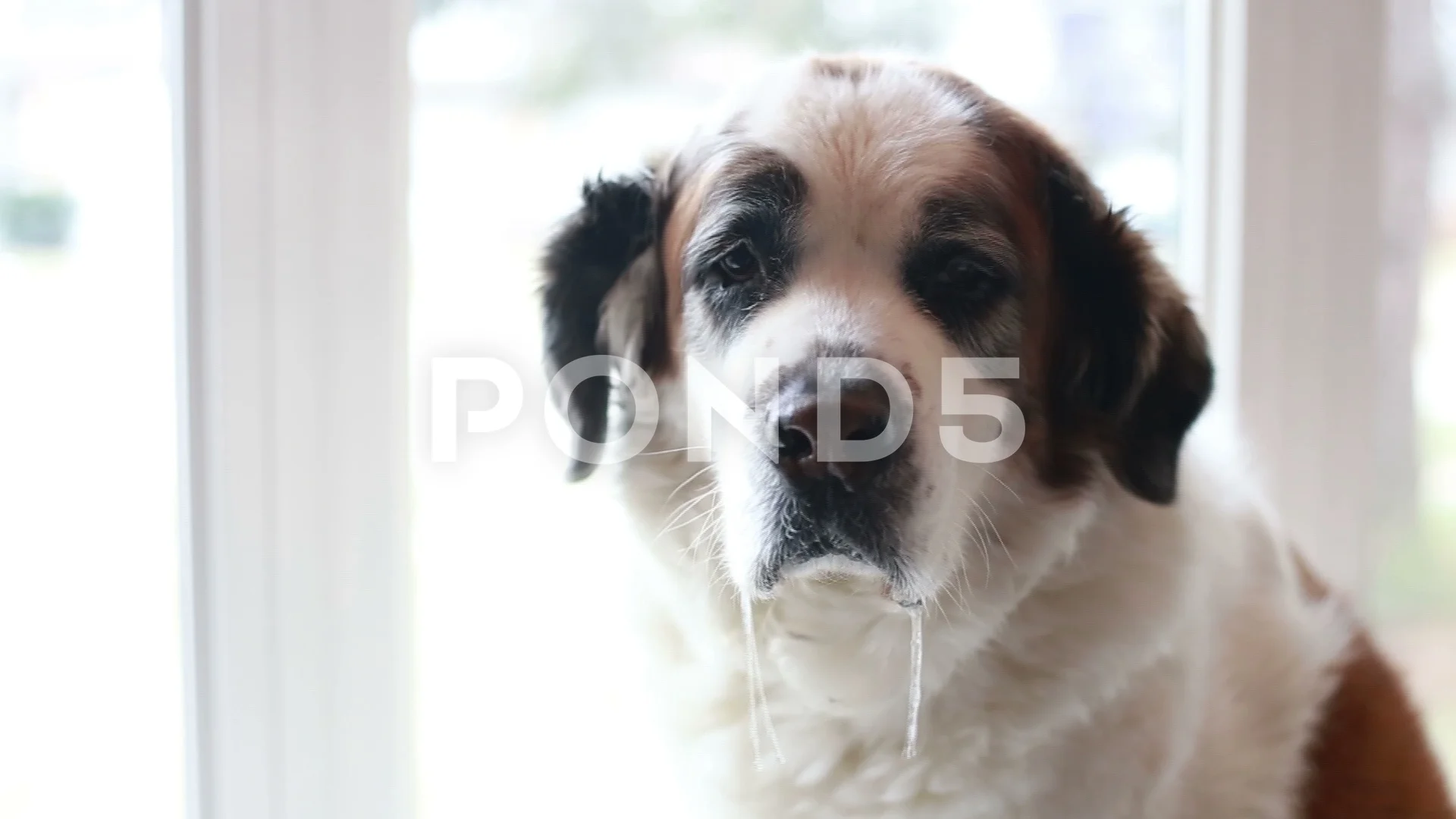 Dog Drooling Gif