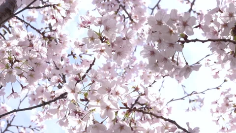 Sakura with the blue sky in Japan. Sun f... | Stock Video | Pond5
