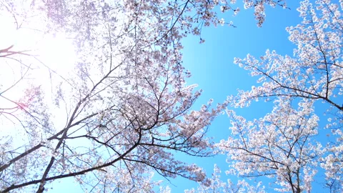 Sakura with the blue sky in Japan. Sun f... | Stock Video | Pond5