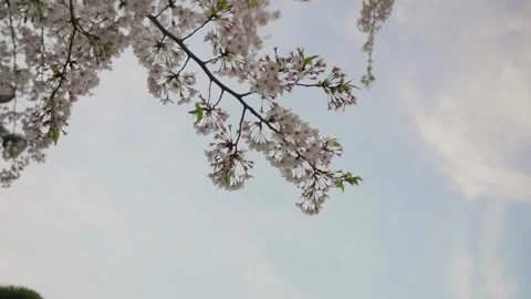 Japan Sakura Background Stock Videos – Royalty-Free HD & 4K Videos | Pond5