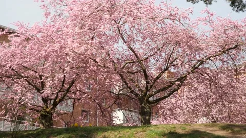 Sakura Cherry Blossom Trees Wide Zoom Ou... | Stock Video | Pond5