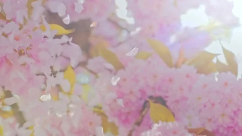 Flora Clapping Stock Footage ~ Royalty Free Stock Videos | Pond5