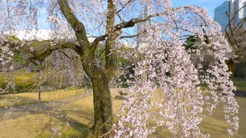 sakura in Tokyo in spring, cherry blosso... | Stock Video | Pond5