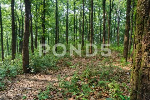 A sal tree forest. Shorea robusta, the sal tree, is a species of tree ...