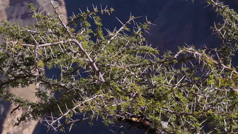 Salam Tree (Acacia ehrenbergiana) Growin... | Stock Video | Pond5