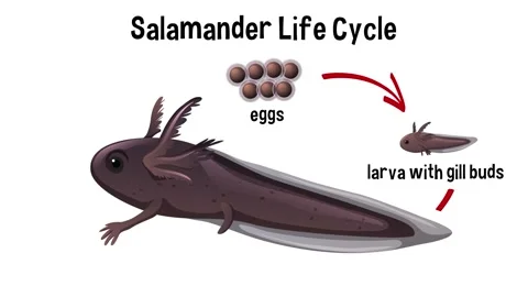 Salamander Life Cycle Animation | Stock Video | Pond5