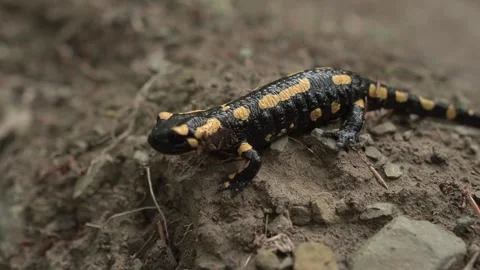 Salamander Lizard in a Forest. 4K UHD Fo... | Stock Video | Pond5