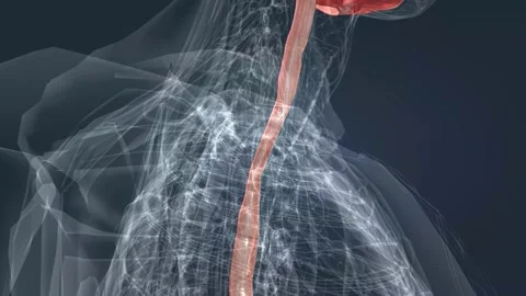 Salivary glands make saliva, which aids ... | Stock Video | Pond5