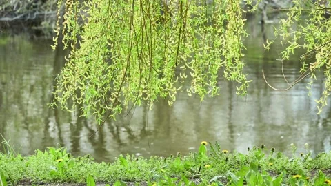 Salix babylonica (Babylon or weeping wil... | Stock Video | Pond5