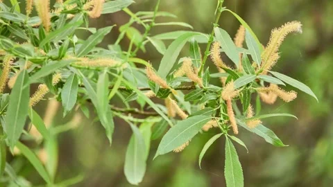 Salix babylonica (Babylon or weeping wil... | Stock Video | Pond5