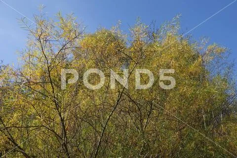 Salix daphnoides, Reifweide, Daphne willow Salix daphnoides, Reifweide ...