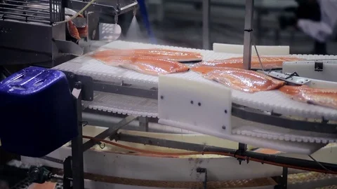 Salmon Factory. Fish Cutting | Stock Video | Pond5