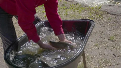 Salmon farming picking up the fish | Stock Video | Pond5
