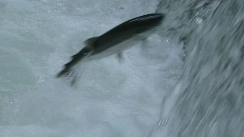 Salmon Jumping Stock Video Footage | Royalty Free Salmon Jumping Videos ...