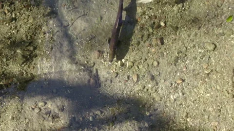 Salmon, Fish, Return to Home River to Sp... | Stock Video | Pond5