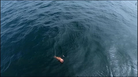 salmon grouper rockfish being pulled up ... | Stock Video | Pond5
