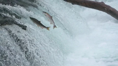 Jumping Fron Stock Videos – Royalty-Free HD & 4K Videos